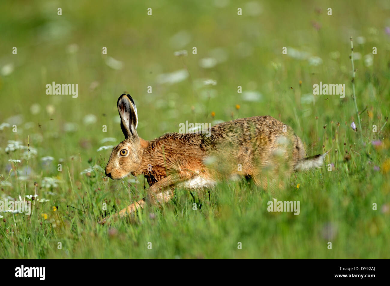 Hare Rabbit Lepus europaeus Pallas brown hare bunny field hare flower ...