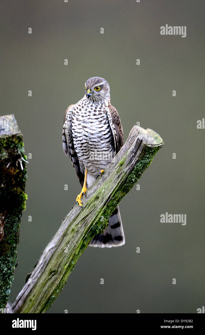 Raptor bird hi-res stock photography and images - Alamy