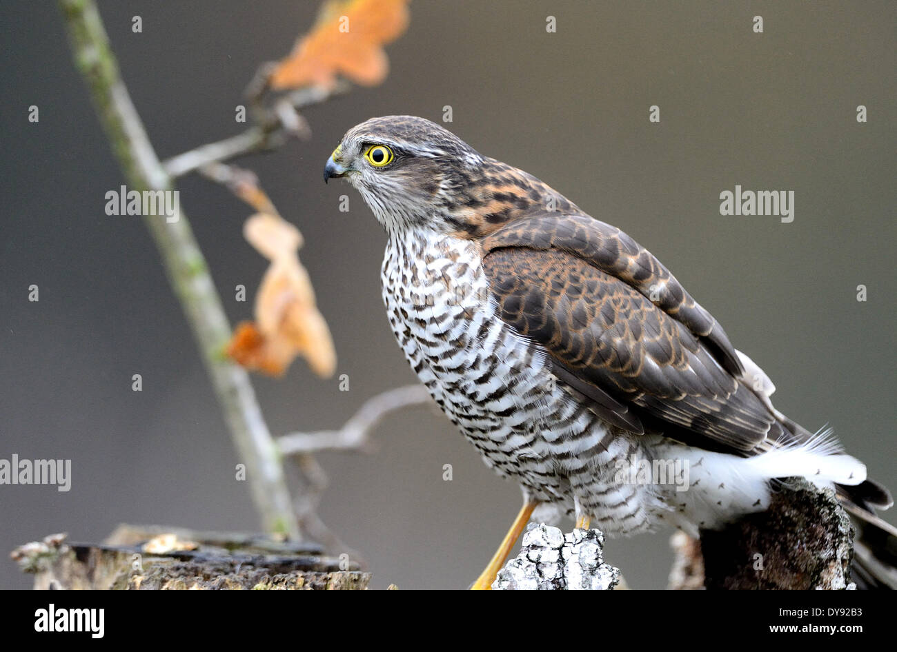 Accipiter nisus hi-res stock photography and images - Alamy