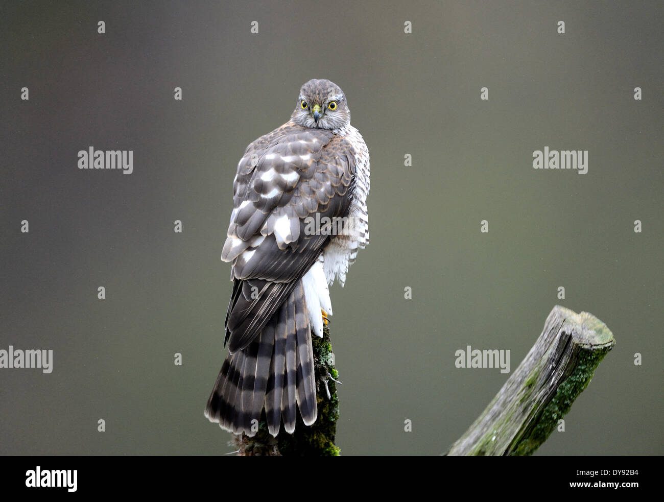 Raptor with prey hi-res stock photography and images - Alamy