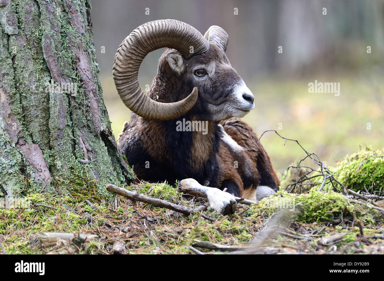 Mufflon ram mountain sheep Ovis ammon musimon winter coat sheep wild ...