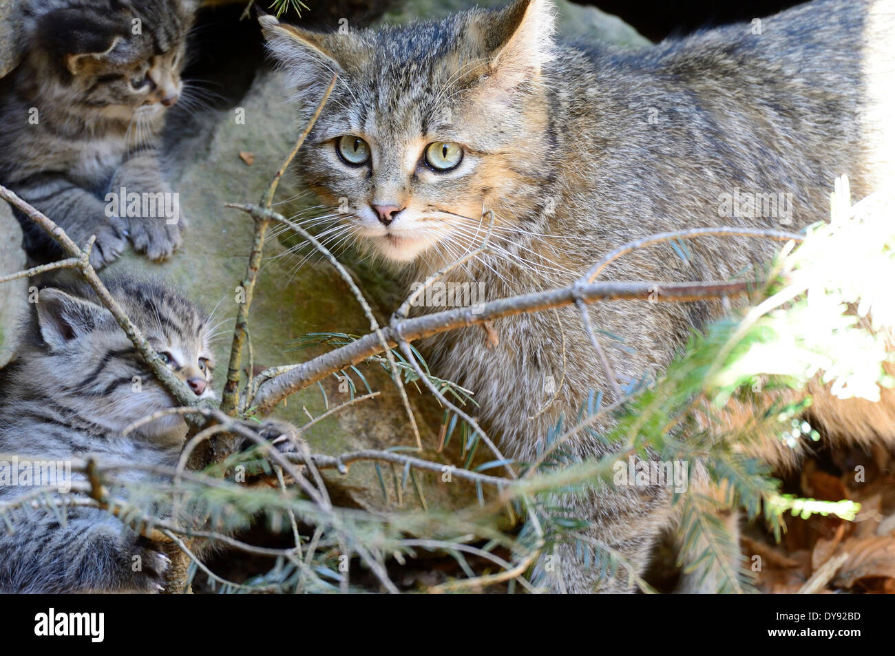 Wildcat predator game predator predators small cats cats cat wild cats ...