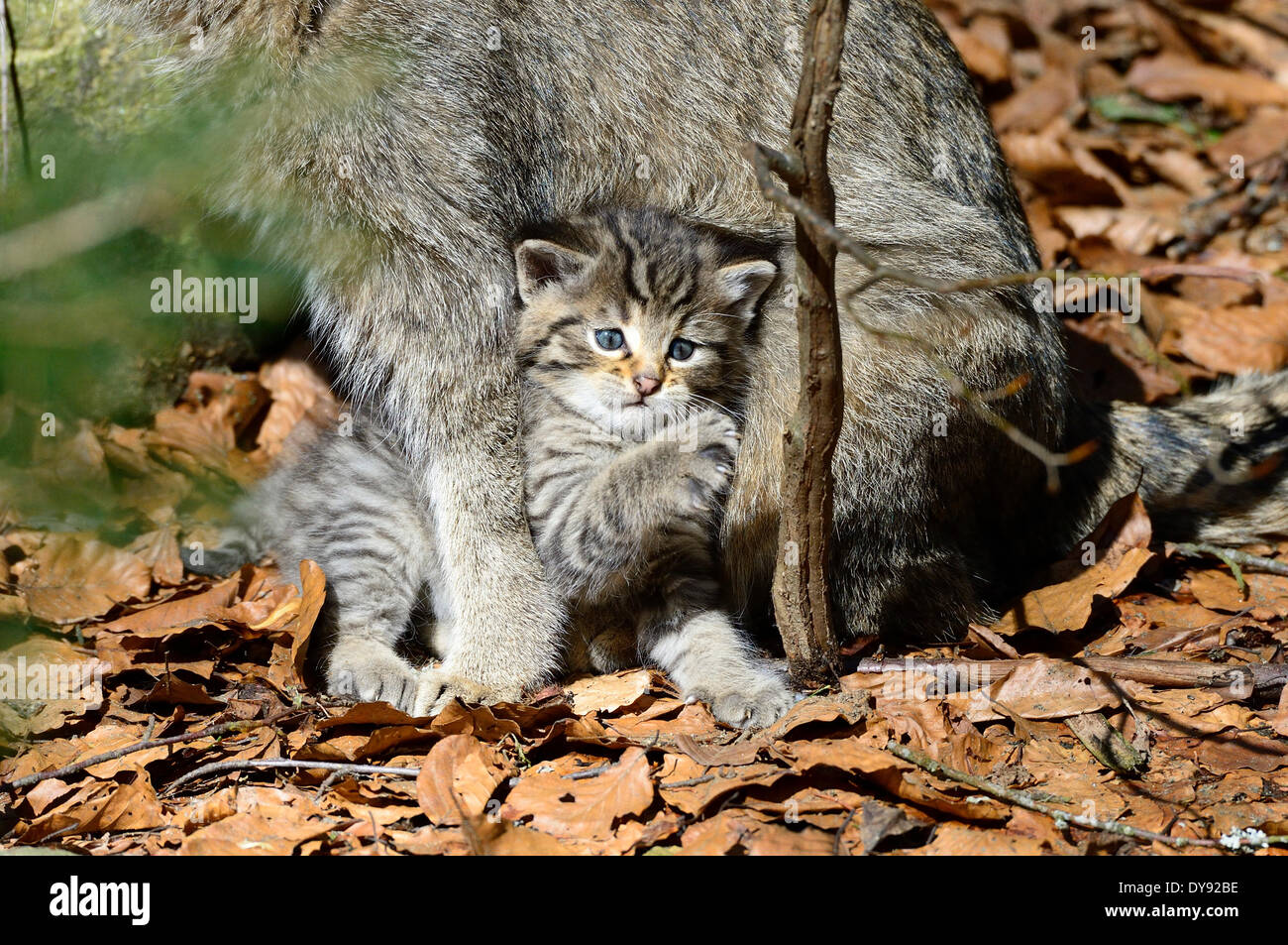 Wildcat predator game predator predators hi-res stock photography and ...