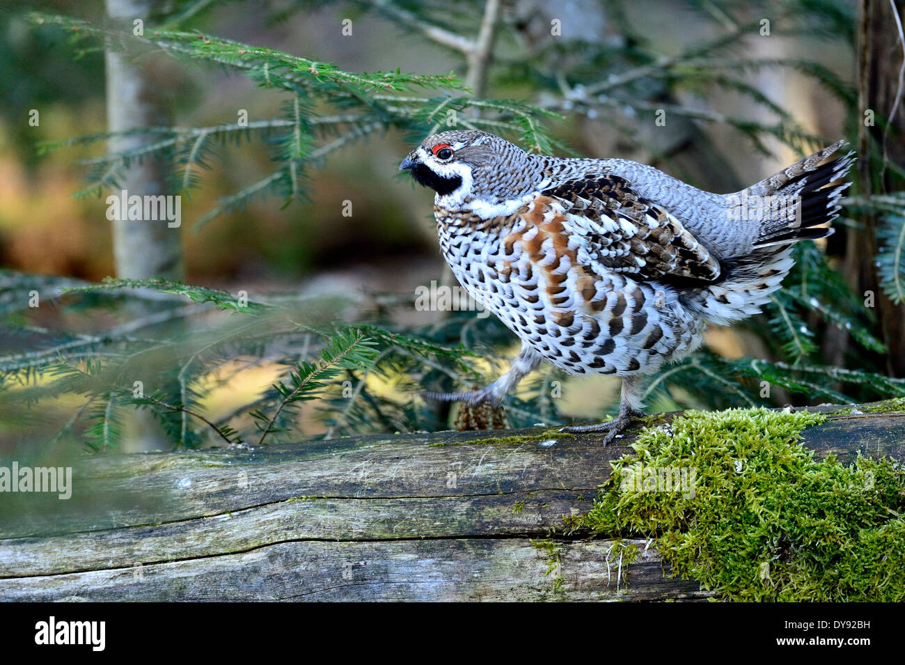 Hazel hen hazel grouse forest bird hazel hens chickens hens forest birds bird birds wild bird ...