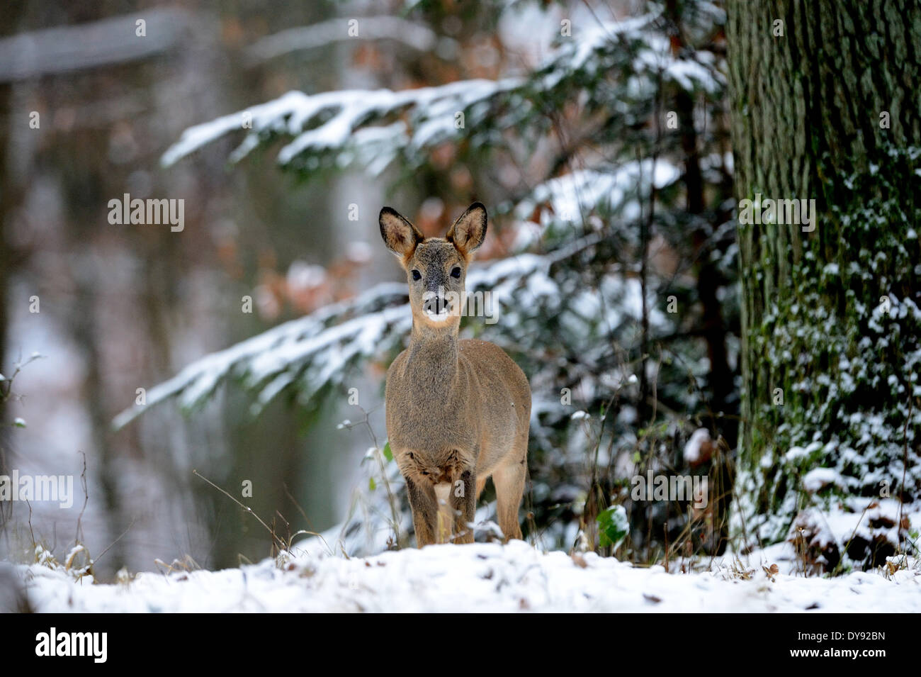 Roe deer Capreolus capreolus cloven-hoofed animals New World deer ...