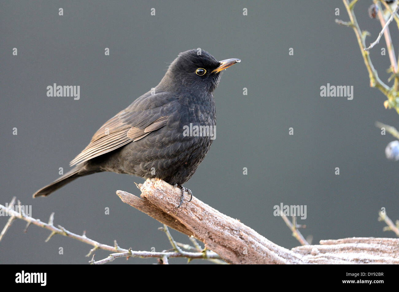 Blackbird Eurasian blackbird bird Turdus merula thrush throstle ...