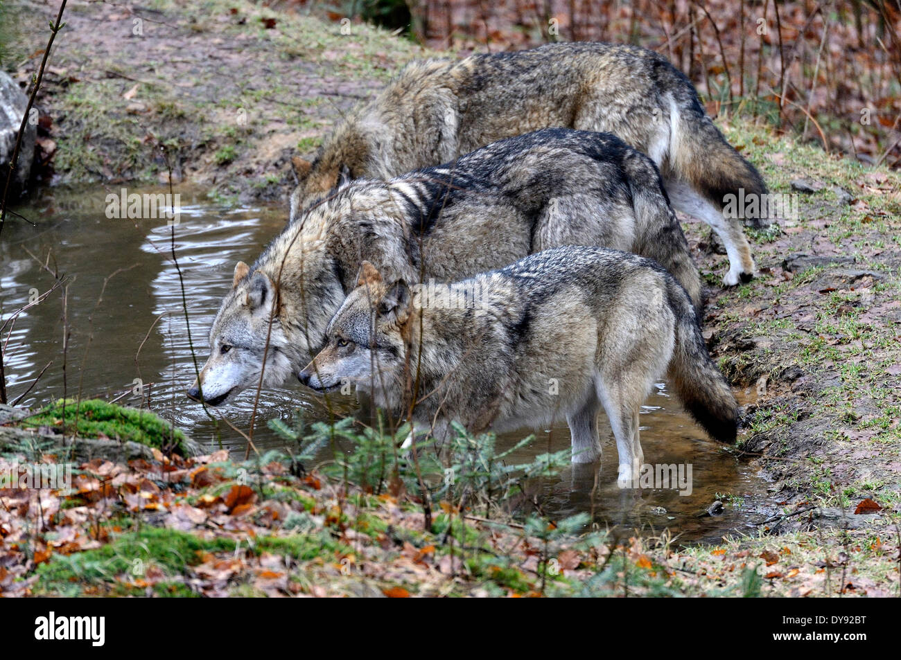 Canis lupus canids European Wolf gray wolf predators wolves predator ...