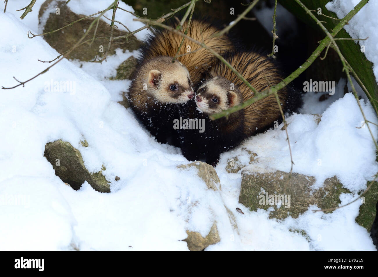 Night anim hi-res stock photography and images - Alamy