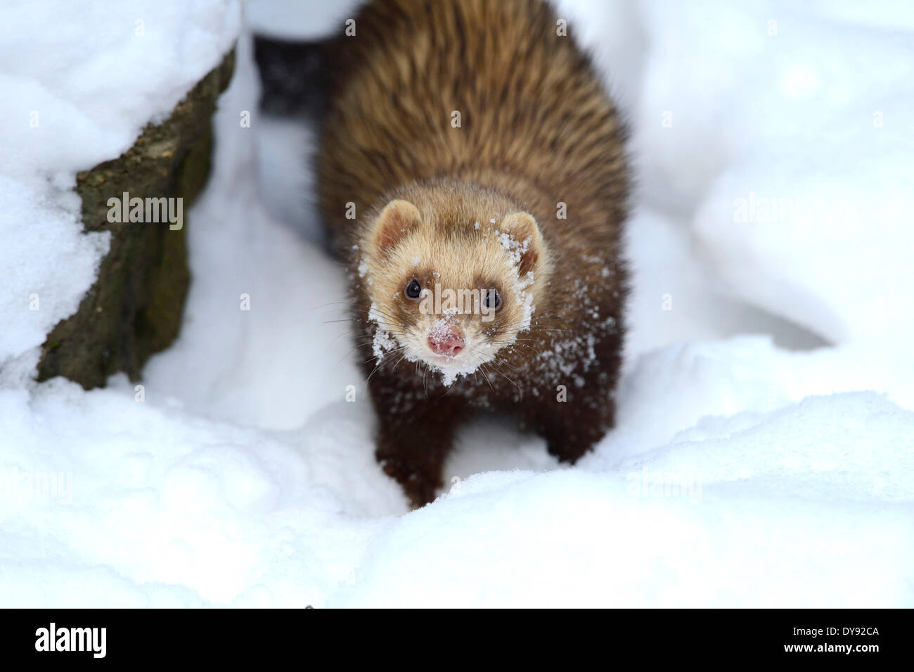 European polecat winter hi-res stock photography and images - Alamy
