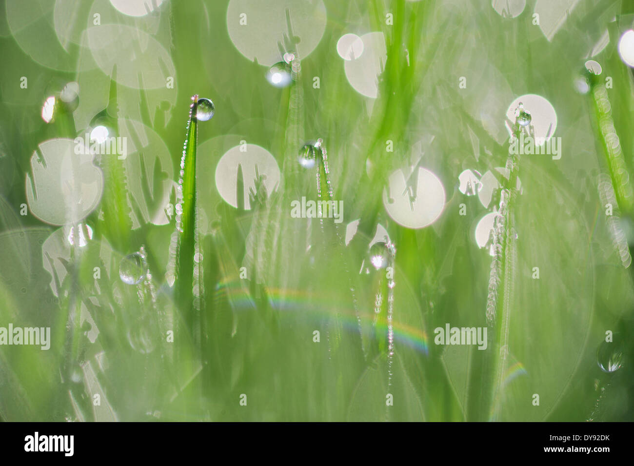 Dew on grass, close-up Stock Photo - Alamy