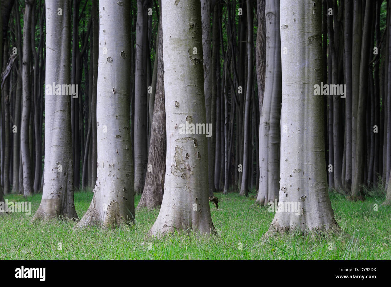 Mecklenburg western bark pomerania hi-res stock photography and images ...