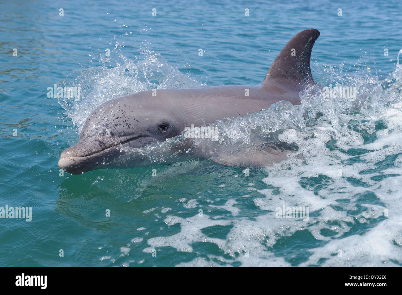 Honduras, Bay Islands, Roatan, bottlenose dolphin (Tursiops truncatus ...