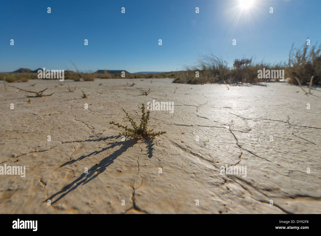 Sparse, steppe-specific vegetation on clay-only subdesertic area of the ...