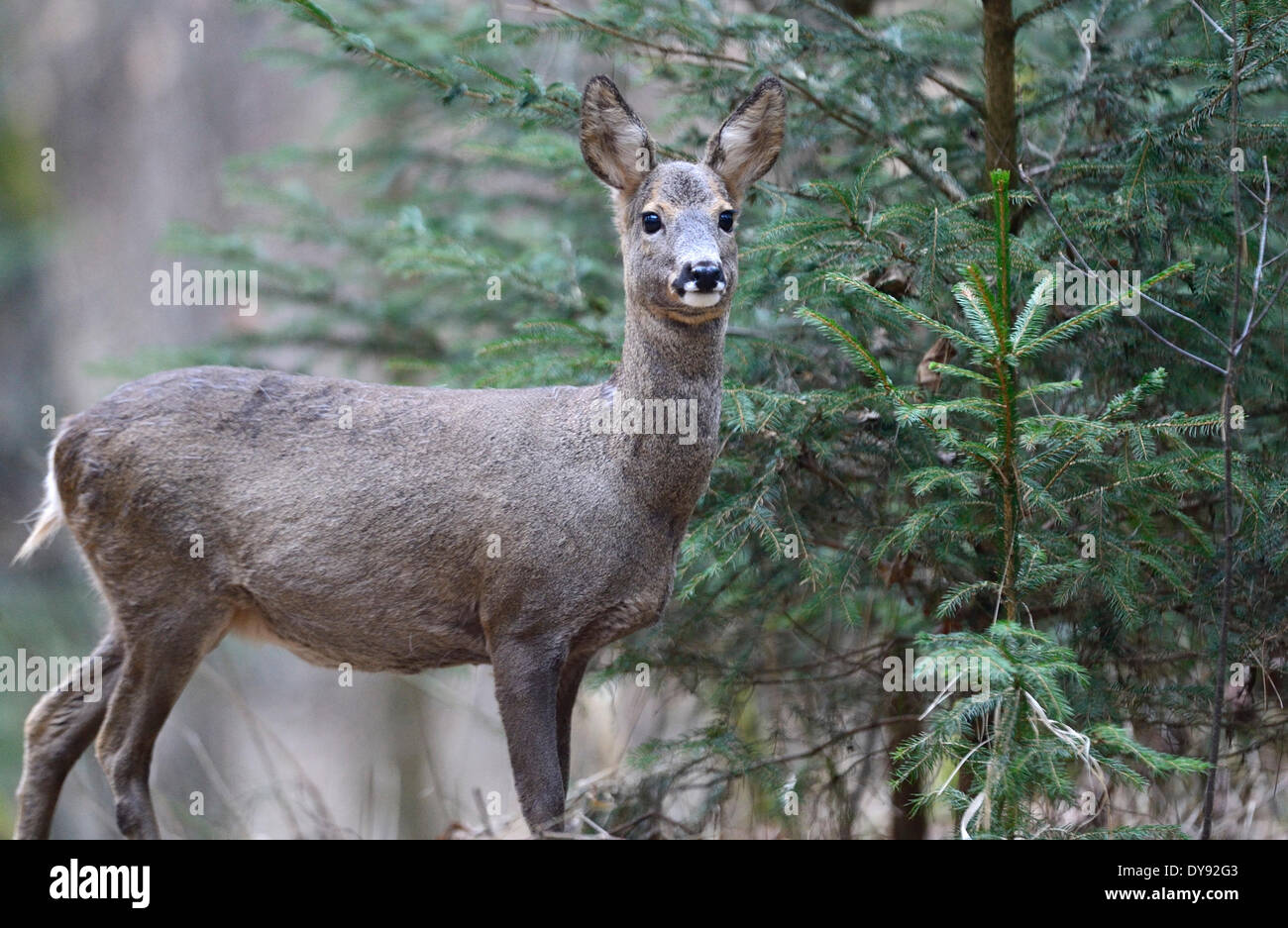 Roe deer Capreolus capreolus cloven-hoofed animals New World deer wood ...