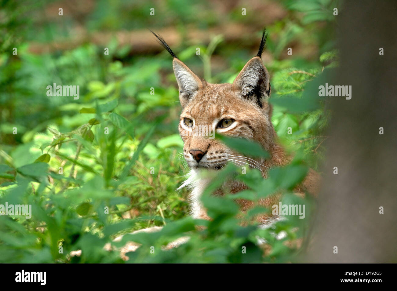 Lynx ears hi-res stock photography and images - Alamy