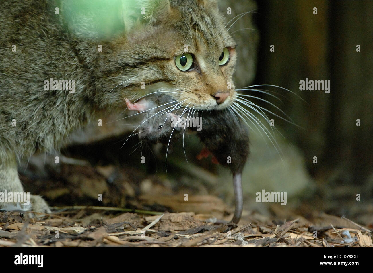 Wildcat predator game predator predators small cats cats cat wild cats ...