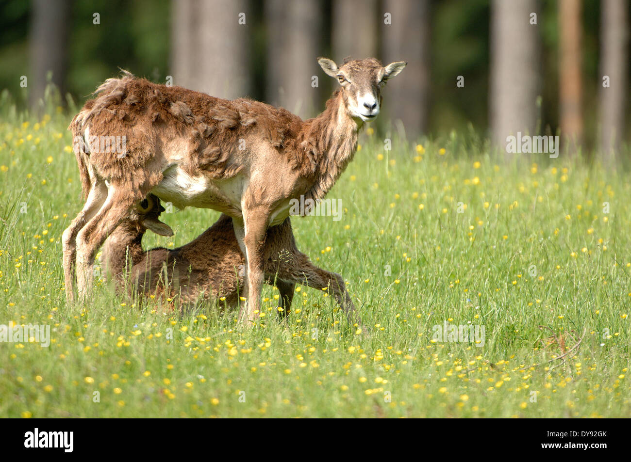 Mufflon, ram, mountain sheep, Ovis ammon musimon, animal, animals ...