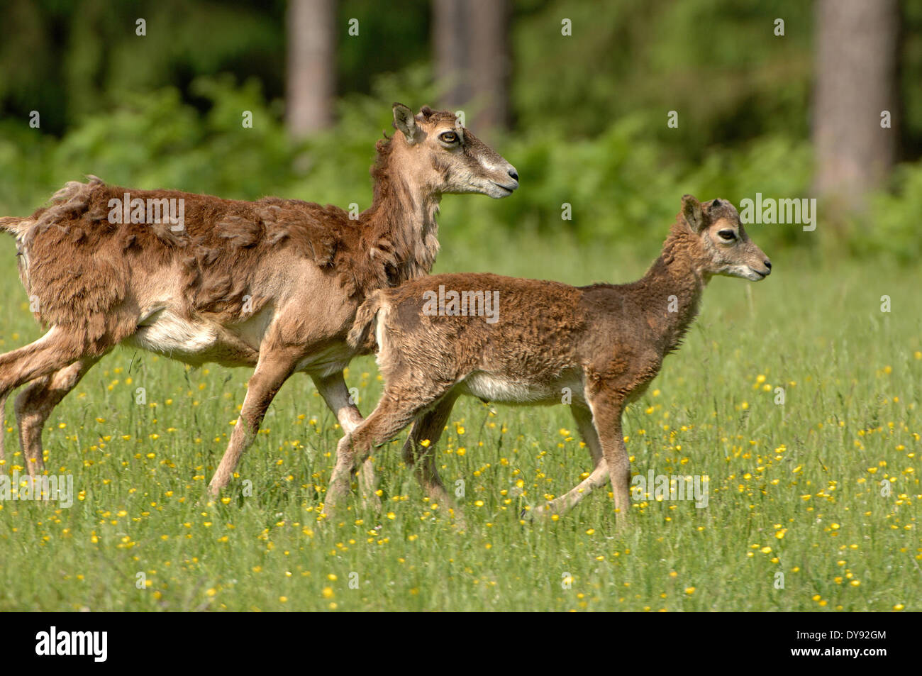 Mufflon, ram, mountain sheep, Ovis ammon musimon, animal, animals ...