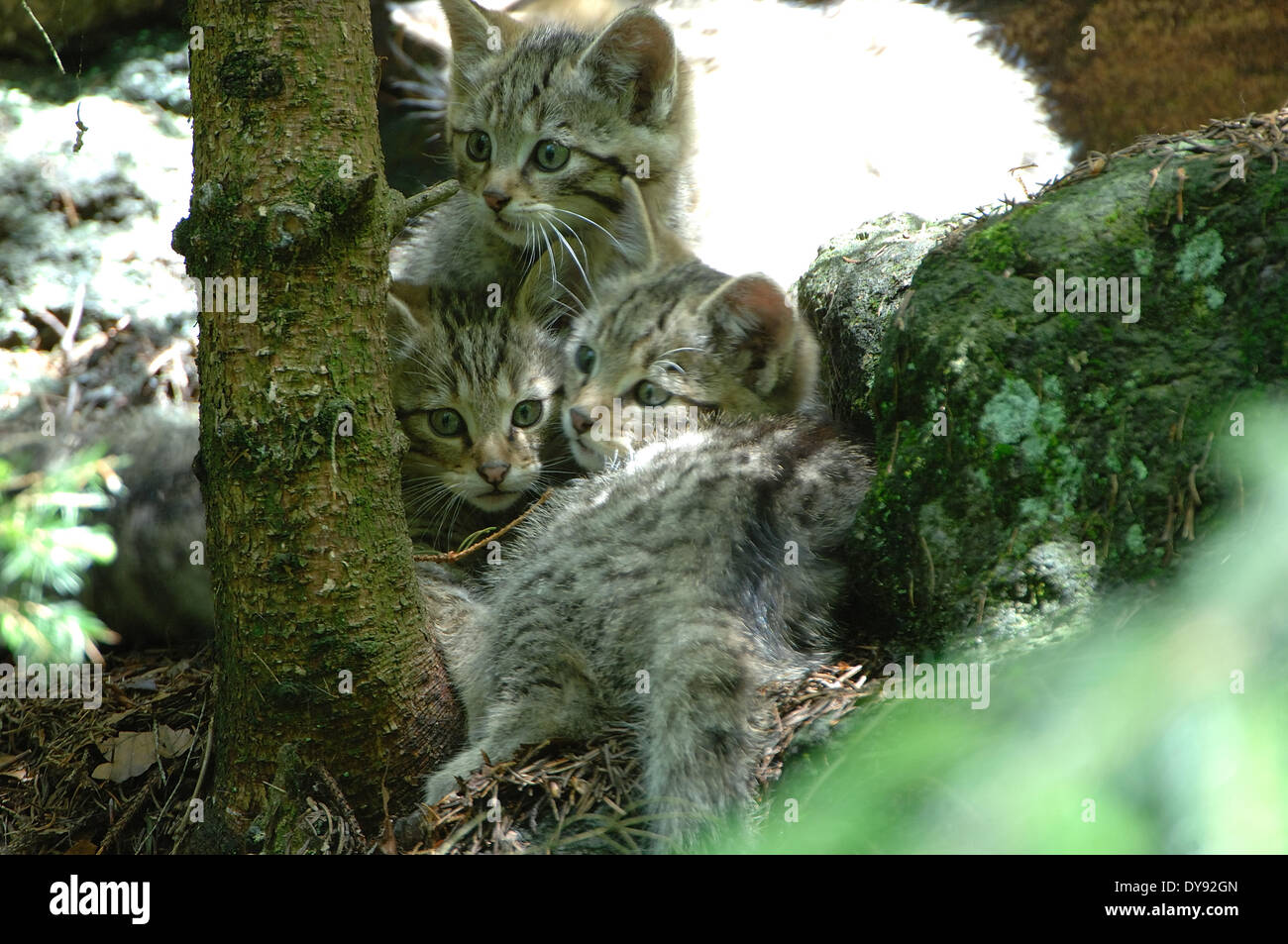 Wildcat predator game predator predators small cats cats cat wild cats ...