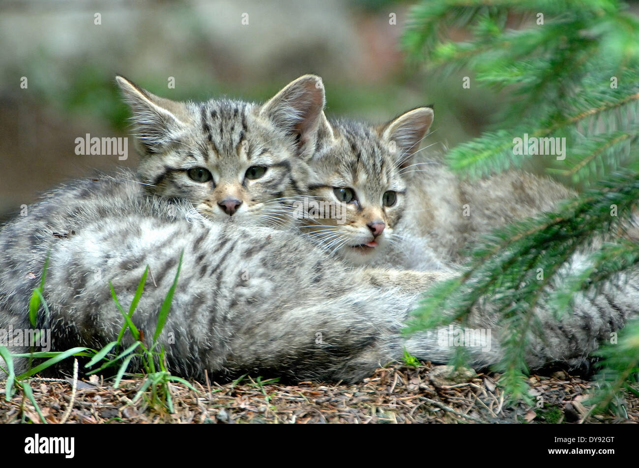 Wildcat predator game predator predators small cats cats cat wild cats ...