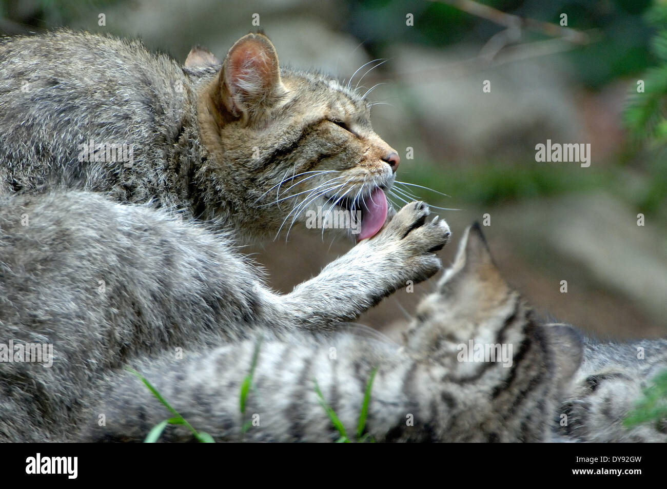 Predator europe hi-res stock photography and images - Alamy