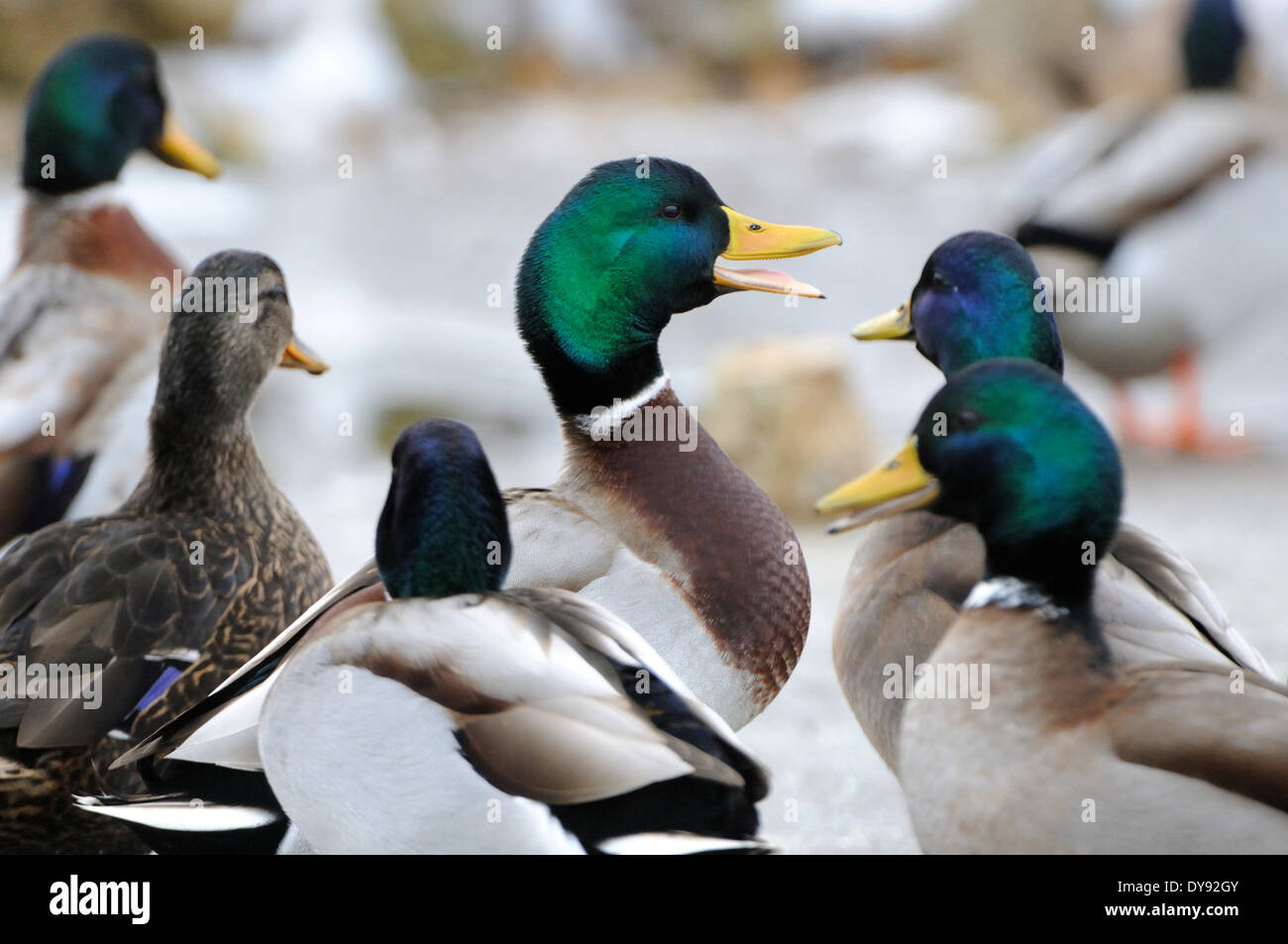 Duck mallard wild duck diving duck ducks water birds water bird Anas ...
