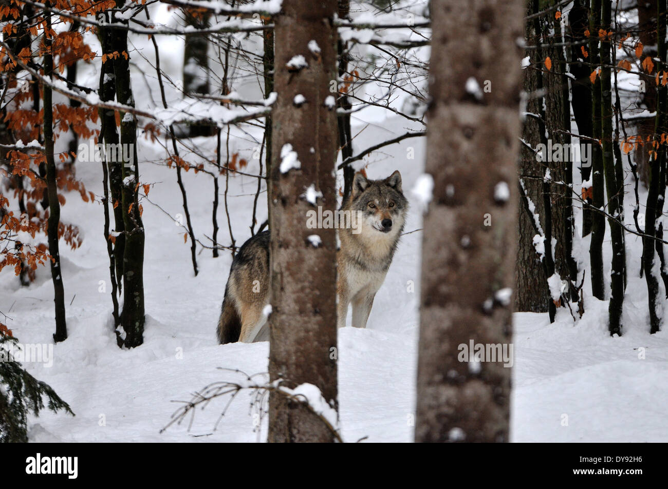 Canis lupus canids European Wolf gray wolf predators wolves predator ...
