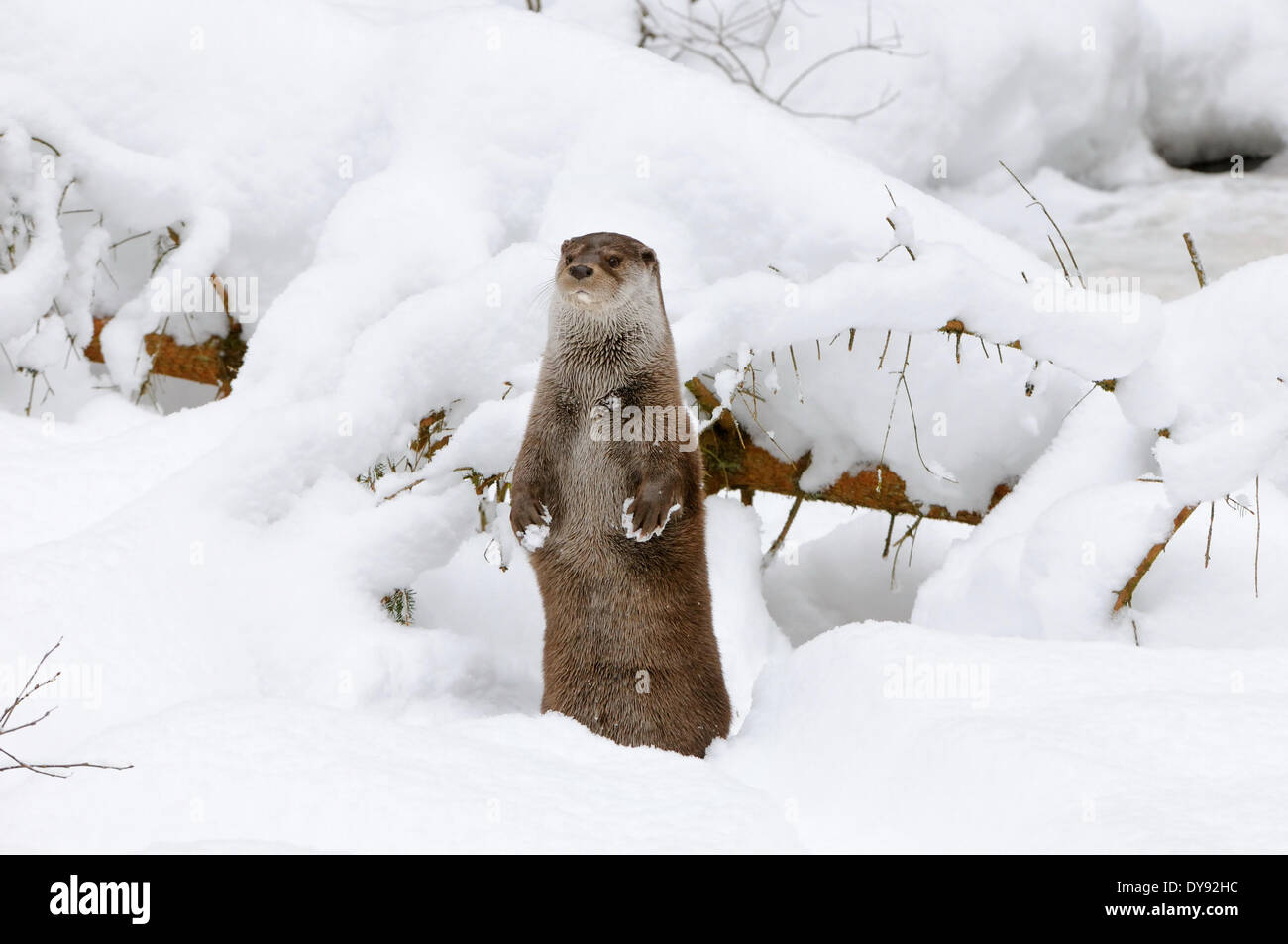 Otter Lutra lutra hairy-nosed otter mustelidae martens predators canids ...