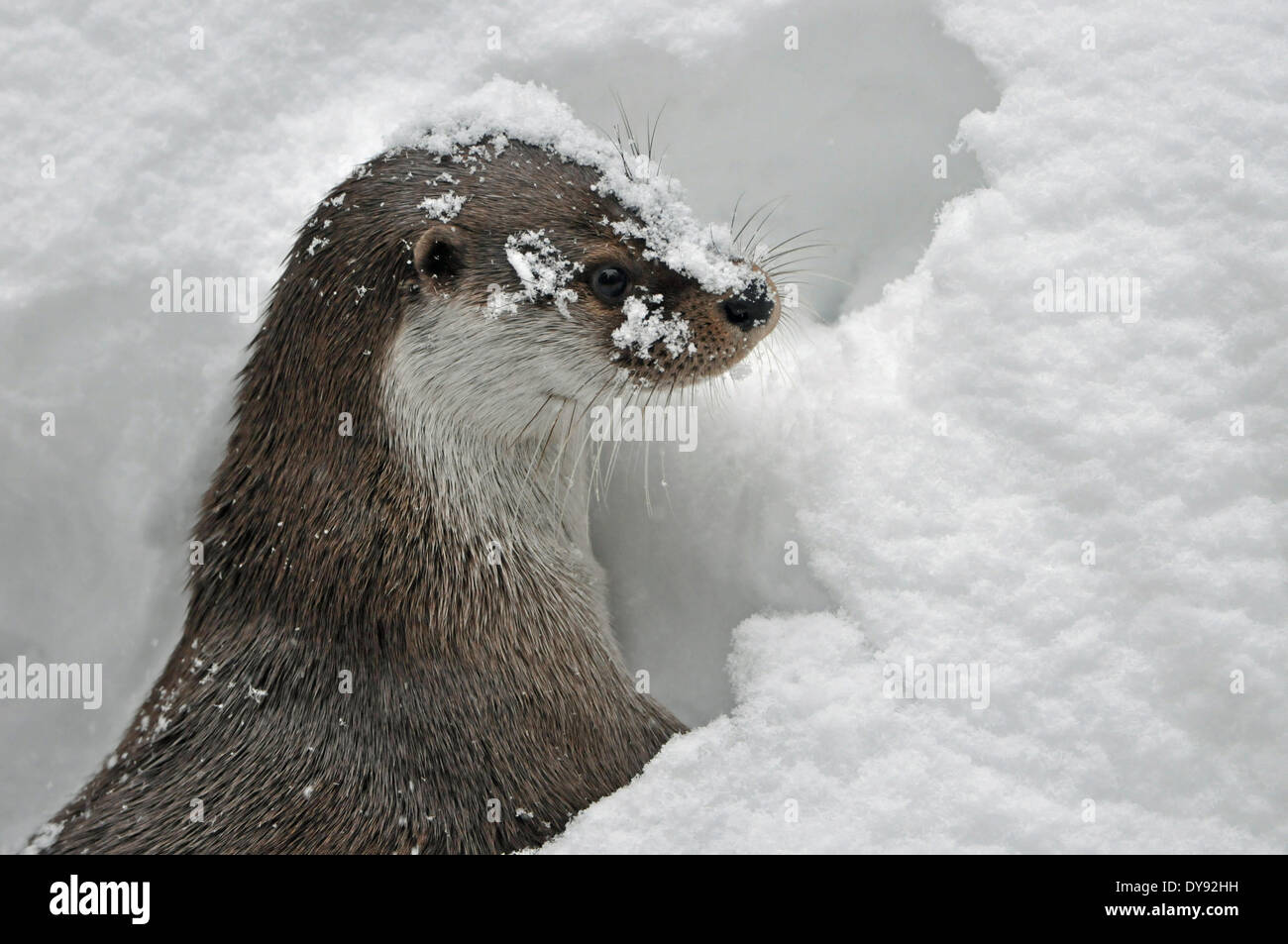 Otter Lutra lutra hairy-nosed otter mustelidae martens predators canids ...