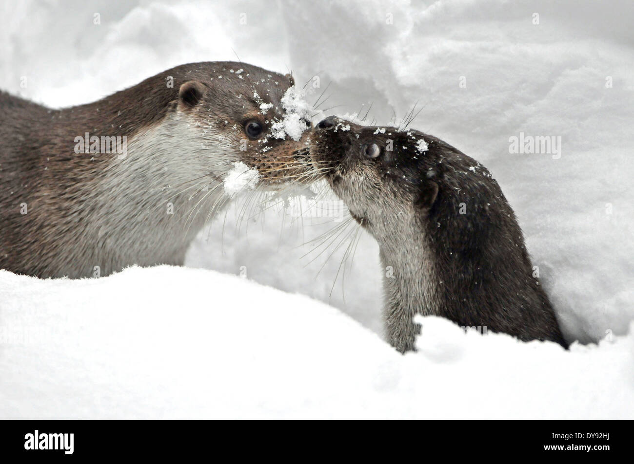 Otter Lutra lutra hairy-nosed otter mustelidae martens predators canids ...