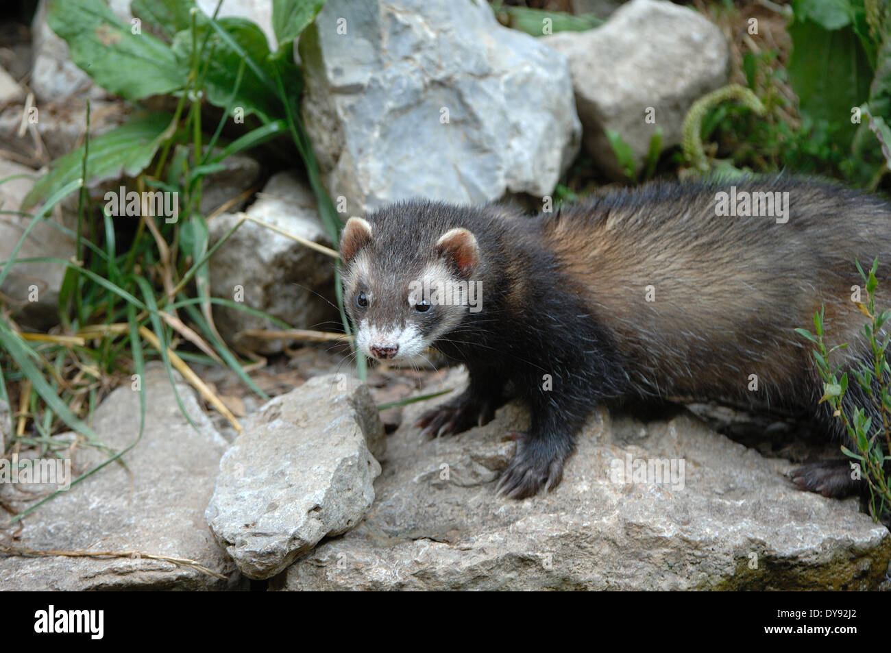 Polecat, fitch, mustelidae, polecats, European Polecat, predator ...