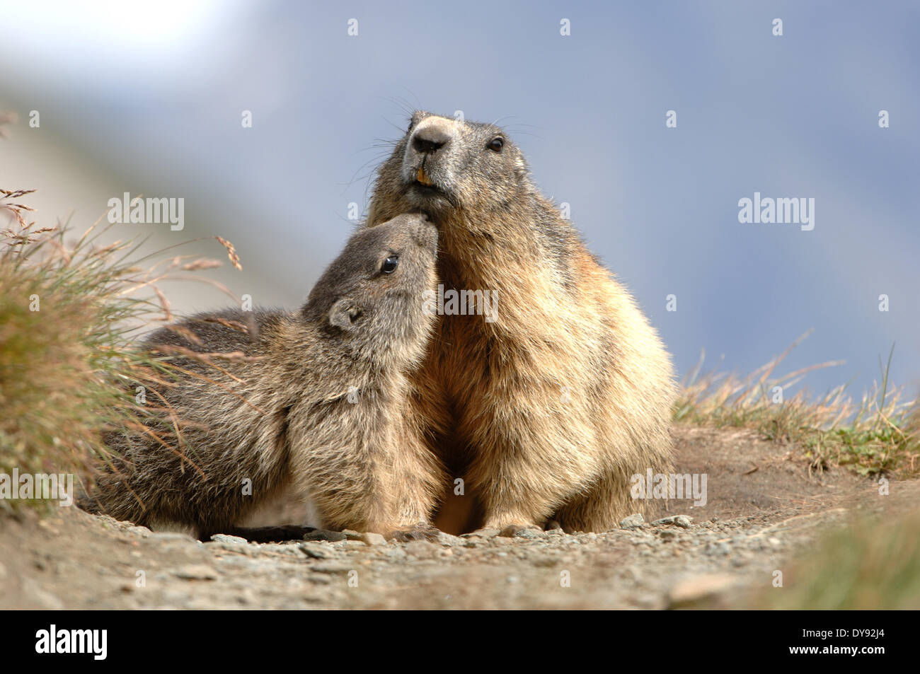 Groundhog, rodent, Alpine groundhog, gopher, Mankei, Marmota, animal ...