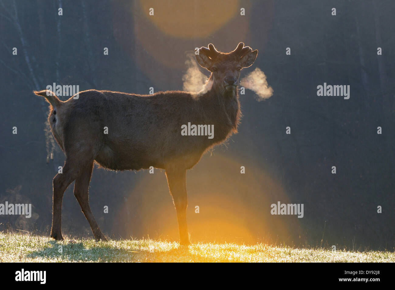 Red deer antlers antler Cervid Cervus elaphus deer stag stags hoofed ...