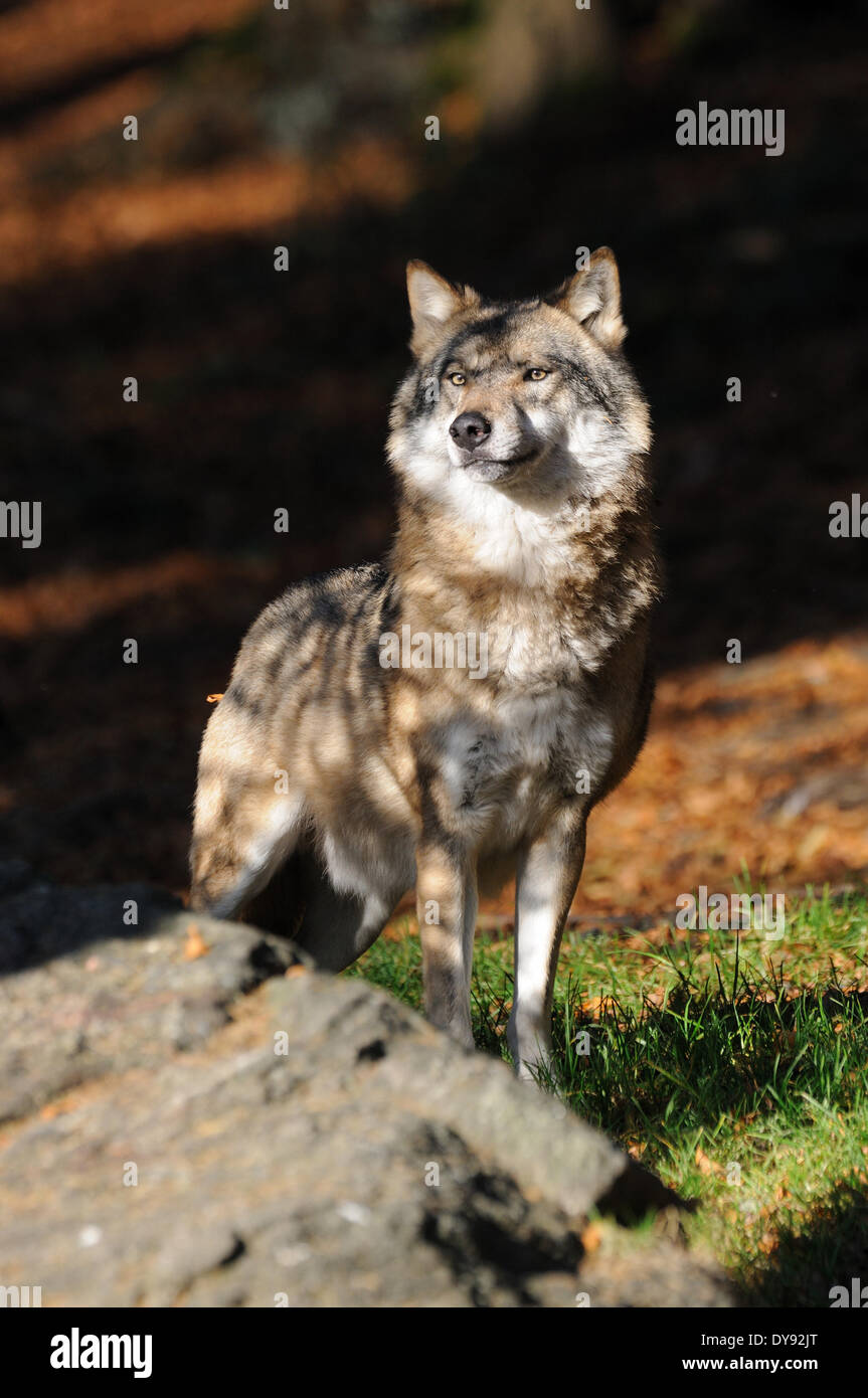 Canis lupus canids European Wolf gray wolf predators wolves predator ...