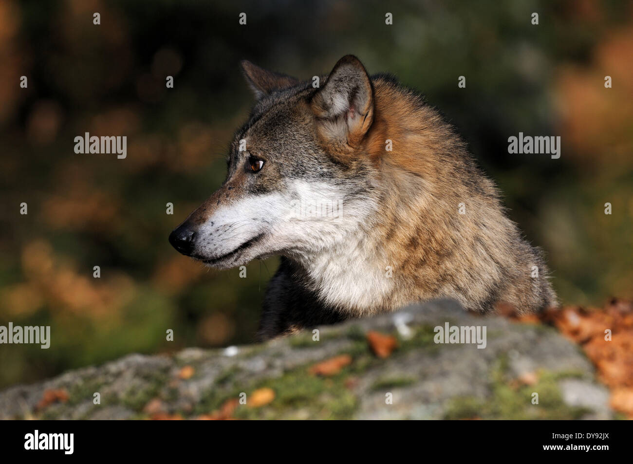 Canis lupus canids European Wolf gray wolf predators wolves predator ...
