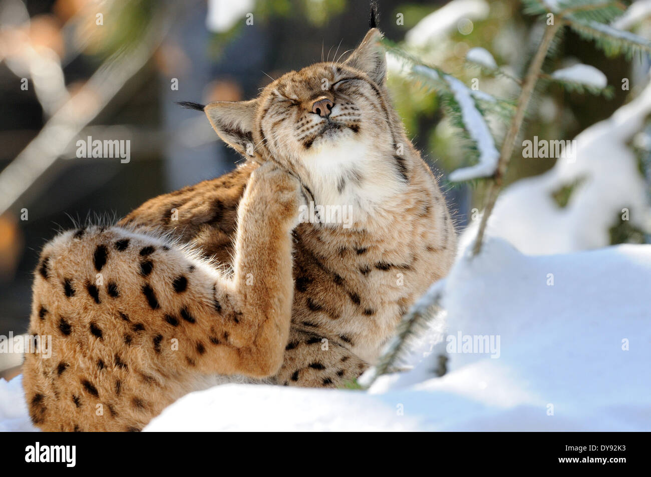 Lynx cat big cat predator cats wildcat big cats lynxes fur animals Lynx ...