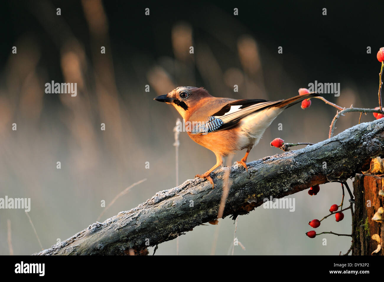 Jay, songbirds, passerines, corvids, Garrulus glandarius, birds, bird ...