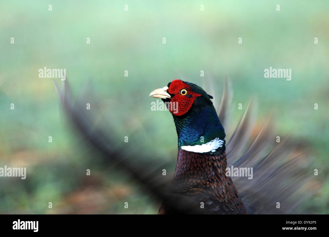 Pheasant common pheasant gallinaceous birds Phasianus colchicus ...