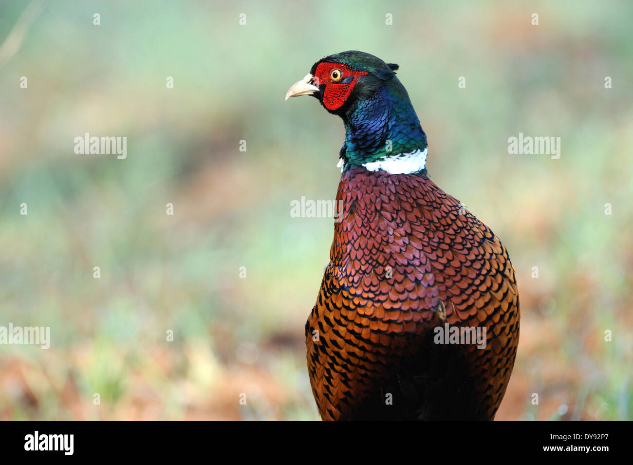 Pheasant common pheasant gallinaceous birds Phasianus colchicus ...
