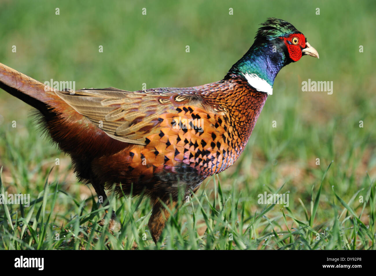 Pheasant common pheasant gallinaceous birds Phasianus colchicus ...