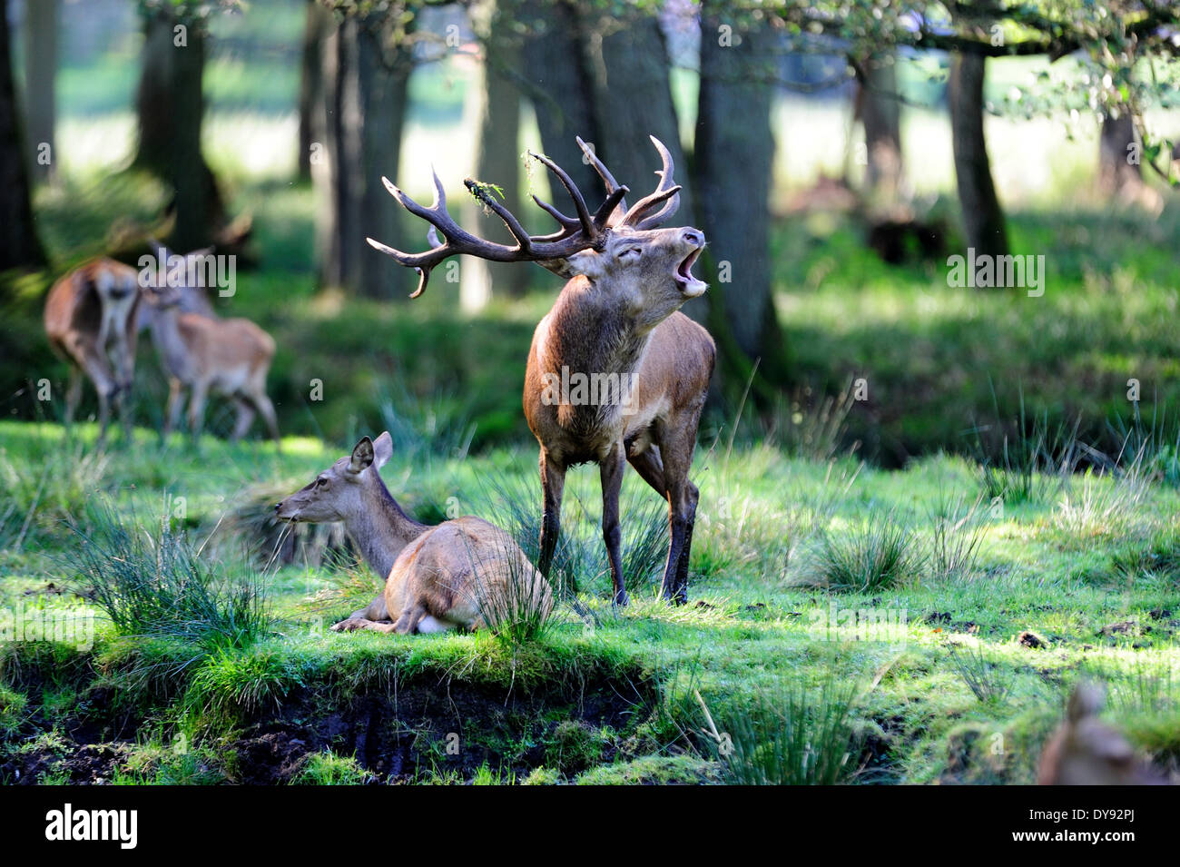 Red deer antlers antler Cervid Cervus elaphus deer stag stags hoofed ...