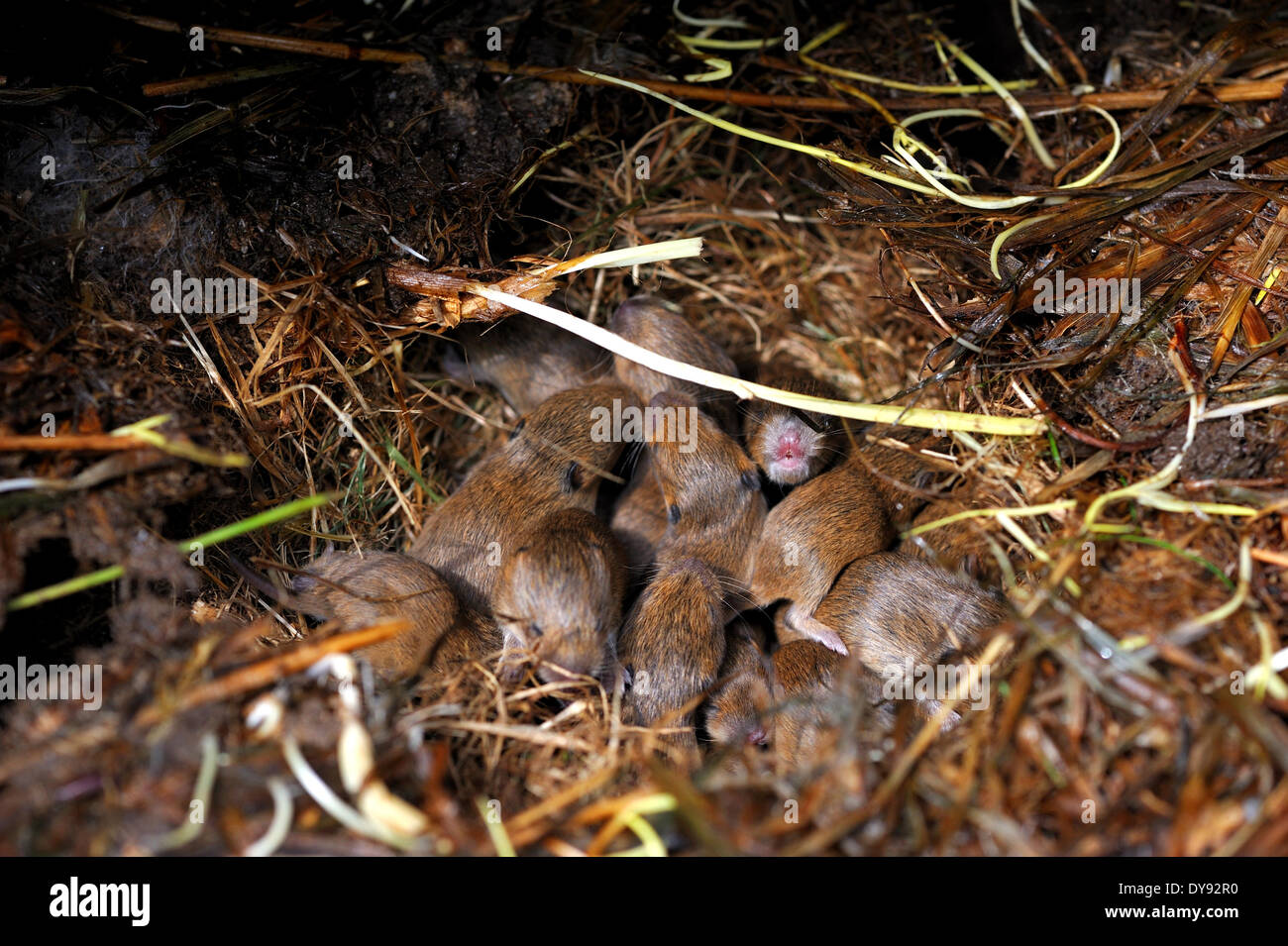 Mouse nest hi-res stock photography and images - Alamy