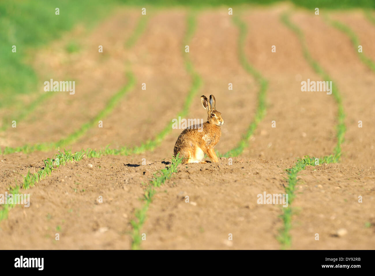 Hare Rabbit Lepus europaeus Pallas brown hare bunny field hare March ...