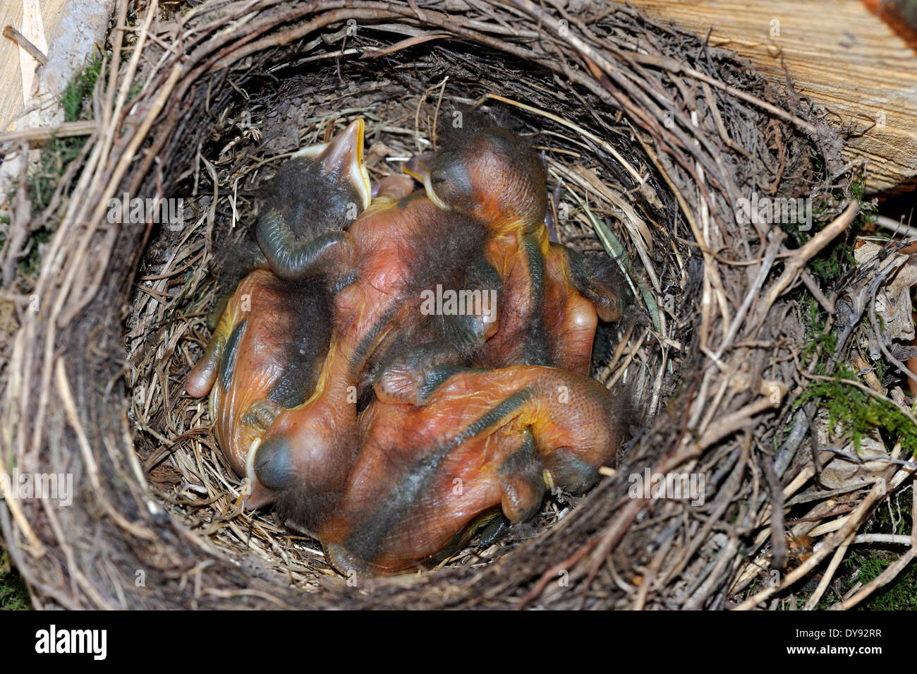 Blackbird Eurasian blackbird bird Turdus merula thrush throstle ...