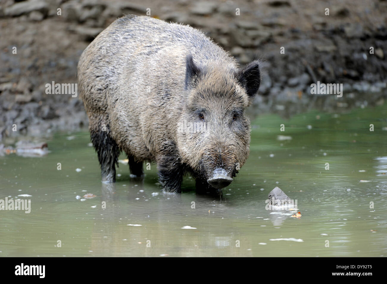 Wild boar Sus scrofa scrofa sow sows wild boars cloven-hoofed animal ...