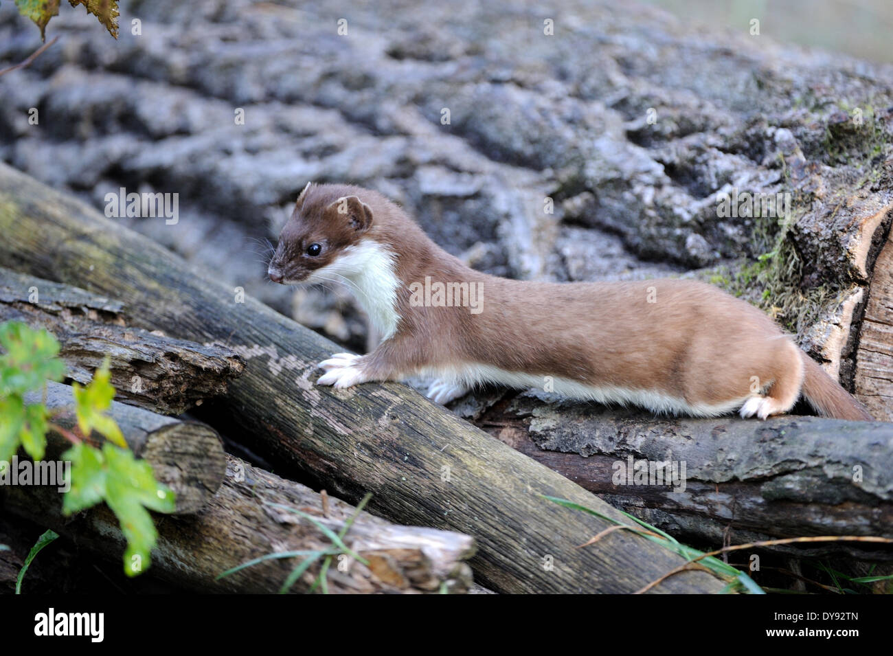Ermine autumn big great weasel short tail weasel Mustela erminea ...