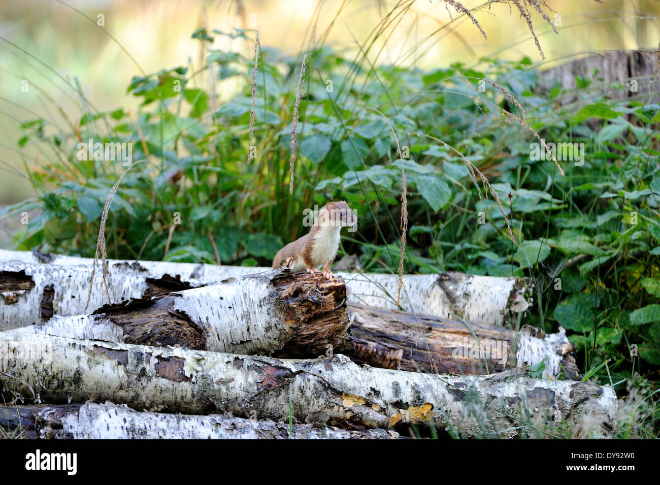 Ermine autumn big great weasel short tail weasel Mustela erminea ...