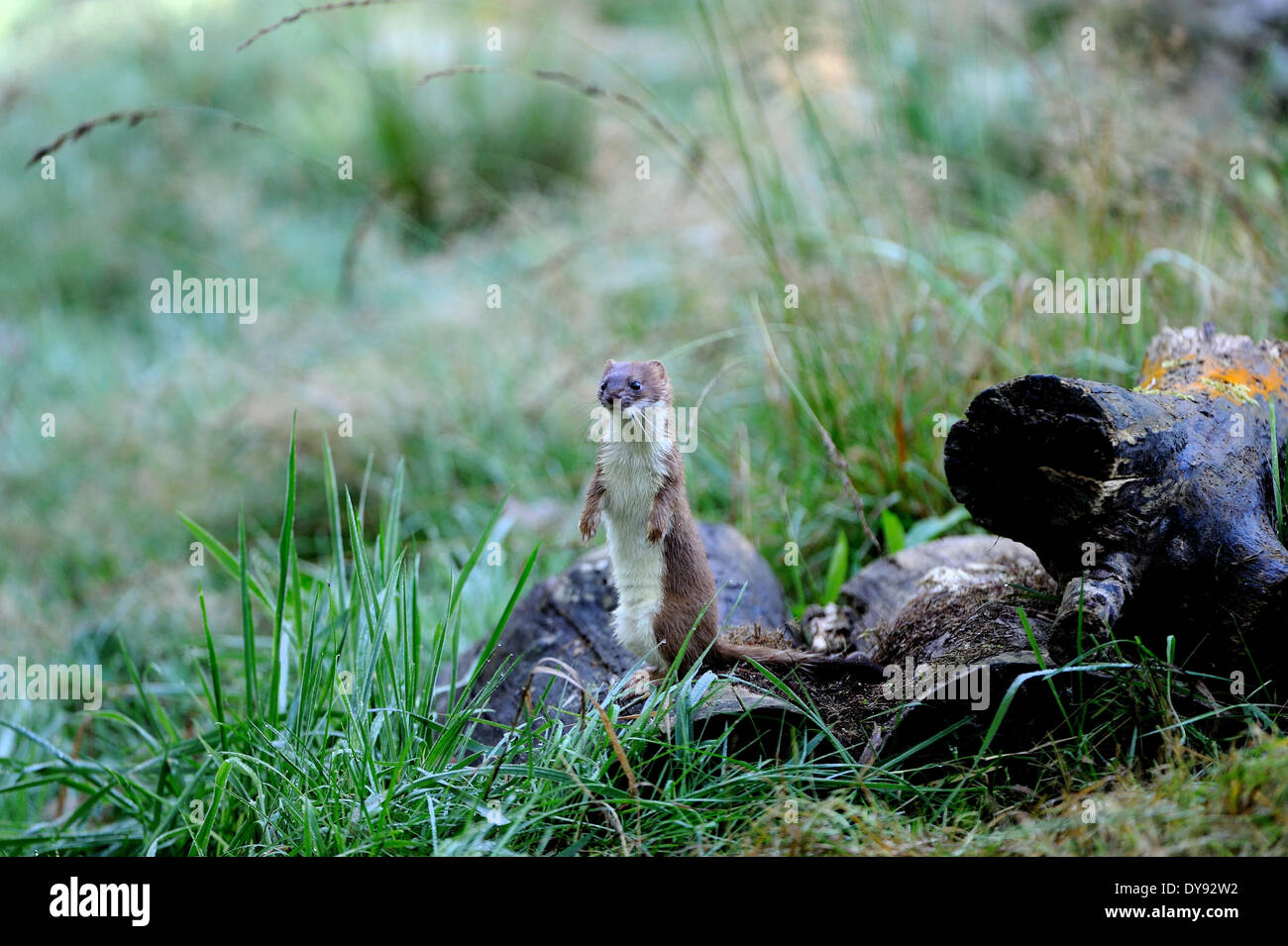 Ermine autumn big great weasel short tail weasel Mustela erminea ...