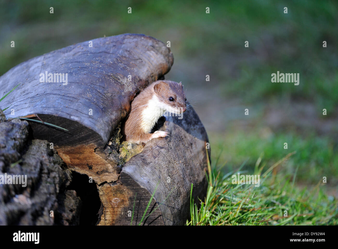 Ermine autumn big great weasel short tail weasel Mustela erminea ...