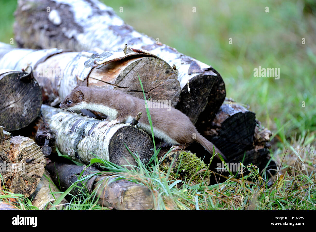 Ermine autumn big great weasel short tail weasel Mustela erminea ...